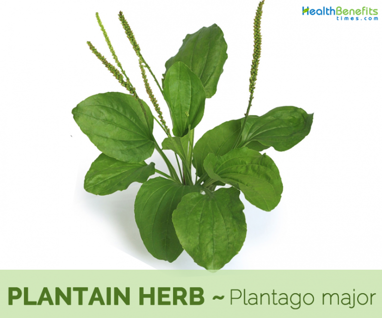 Plantain Herb Facts And Health Benefits
